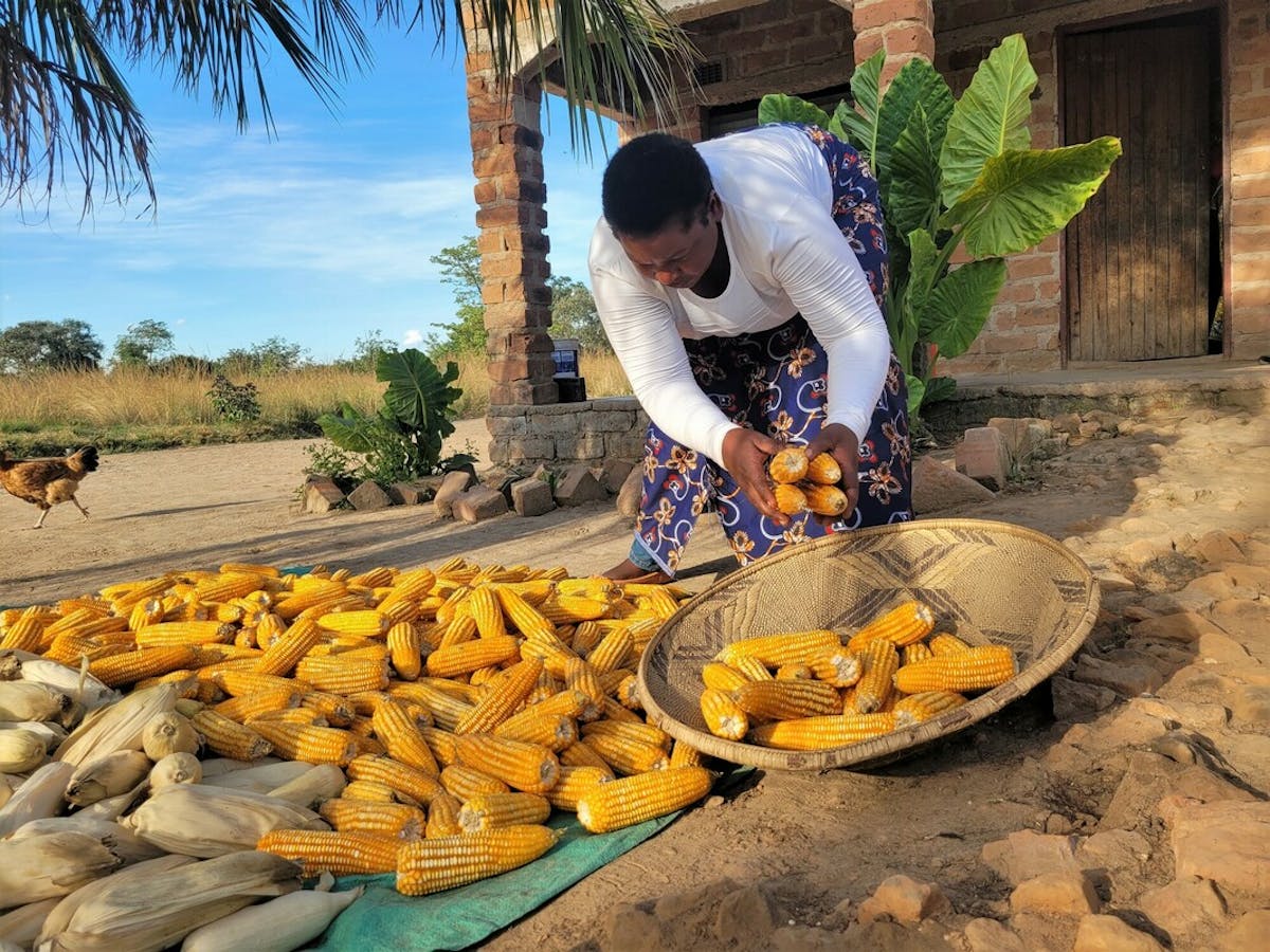 Regreening Africa: Combating Land Degradation | CARE Nederland